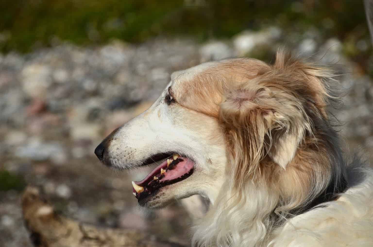 Borzoi Colors: Rarest to Most Common - A-Z Animals