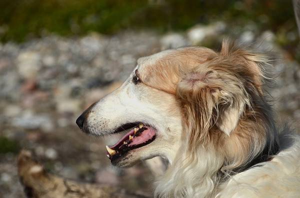 Borzoi Colors: Rarest to Most Common - A-Z Animals