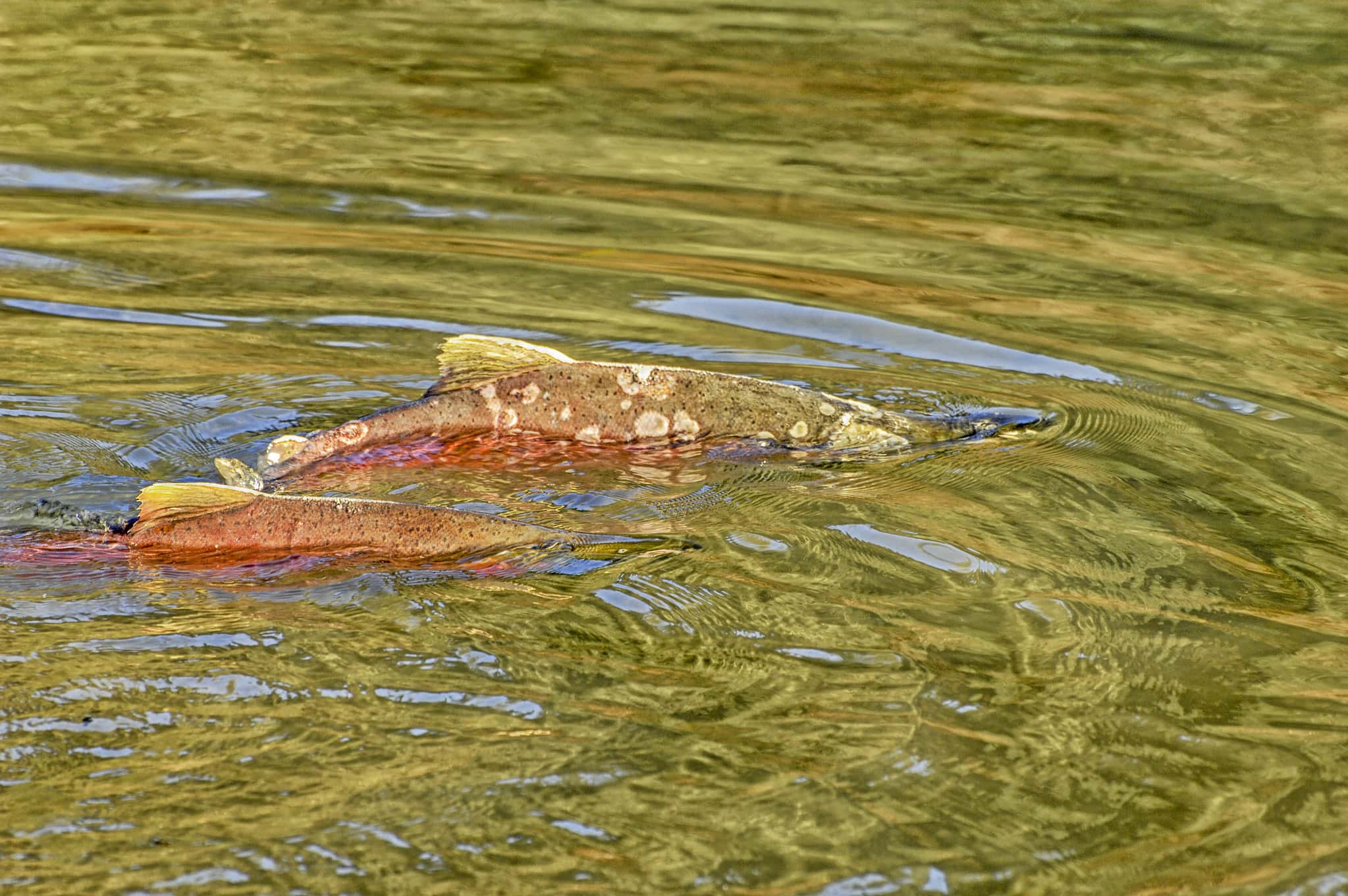 What Is a Zombie Salmon? What They Are and Where They Live Explained ...