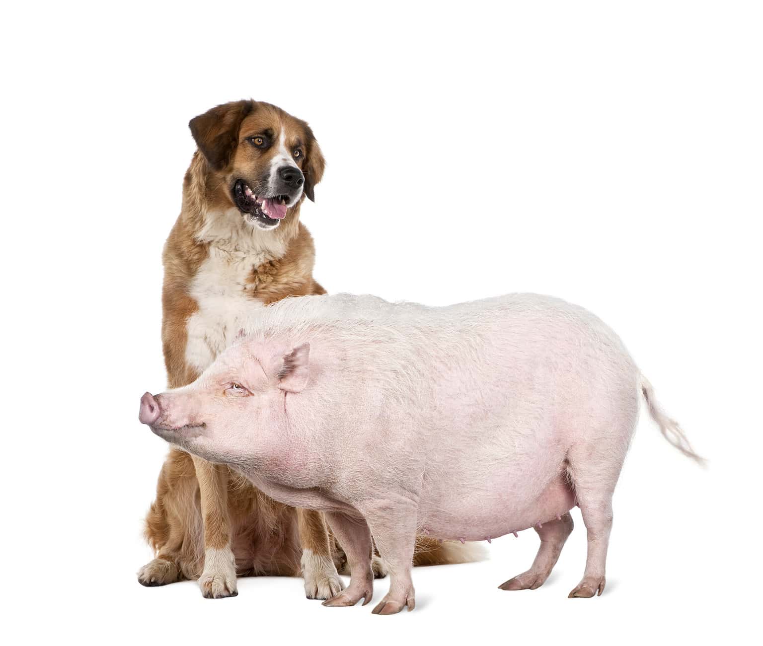 The 4 Best Types of Pigs to Keep as Pets, Ranked - A-Z Animals