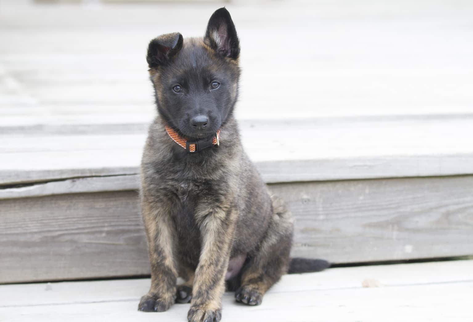 Watch This Puppy Do 'Happy Taps' - A-Z Animals