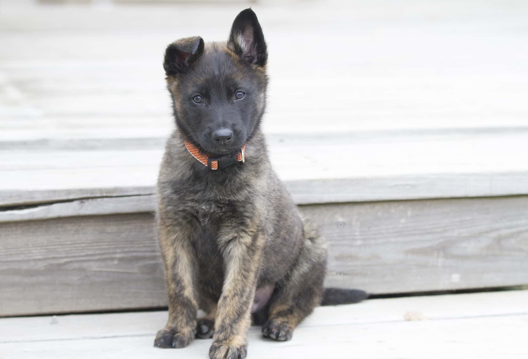 Do Elephants Have Toes? Understanding Elephants’ Feet - A-Z Animals