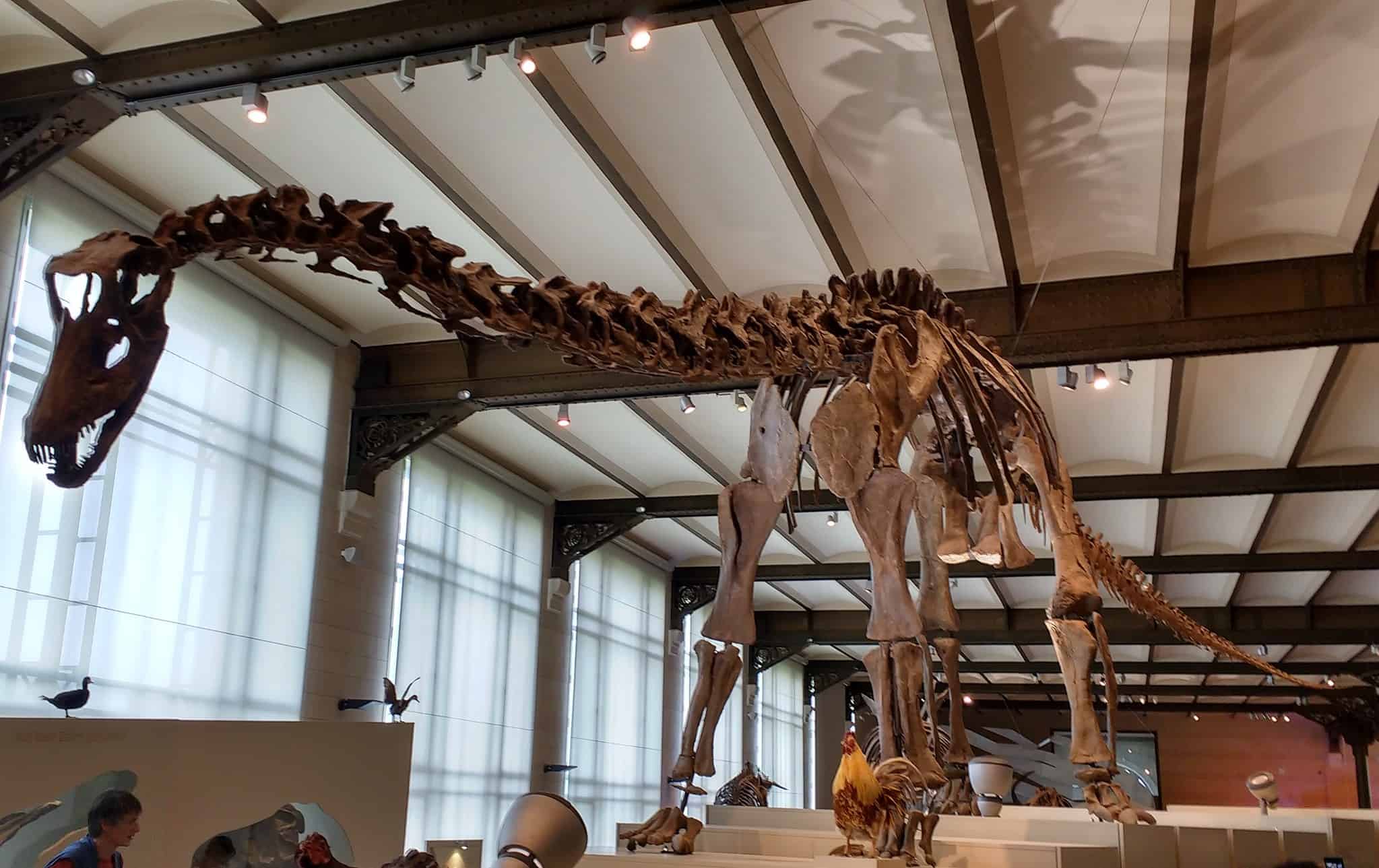 37 Dinosaurs That Start With K - A-Z Animals