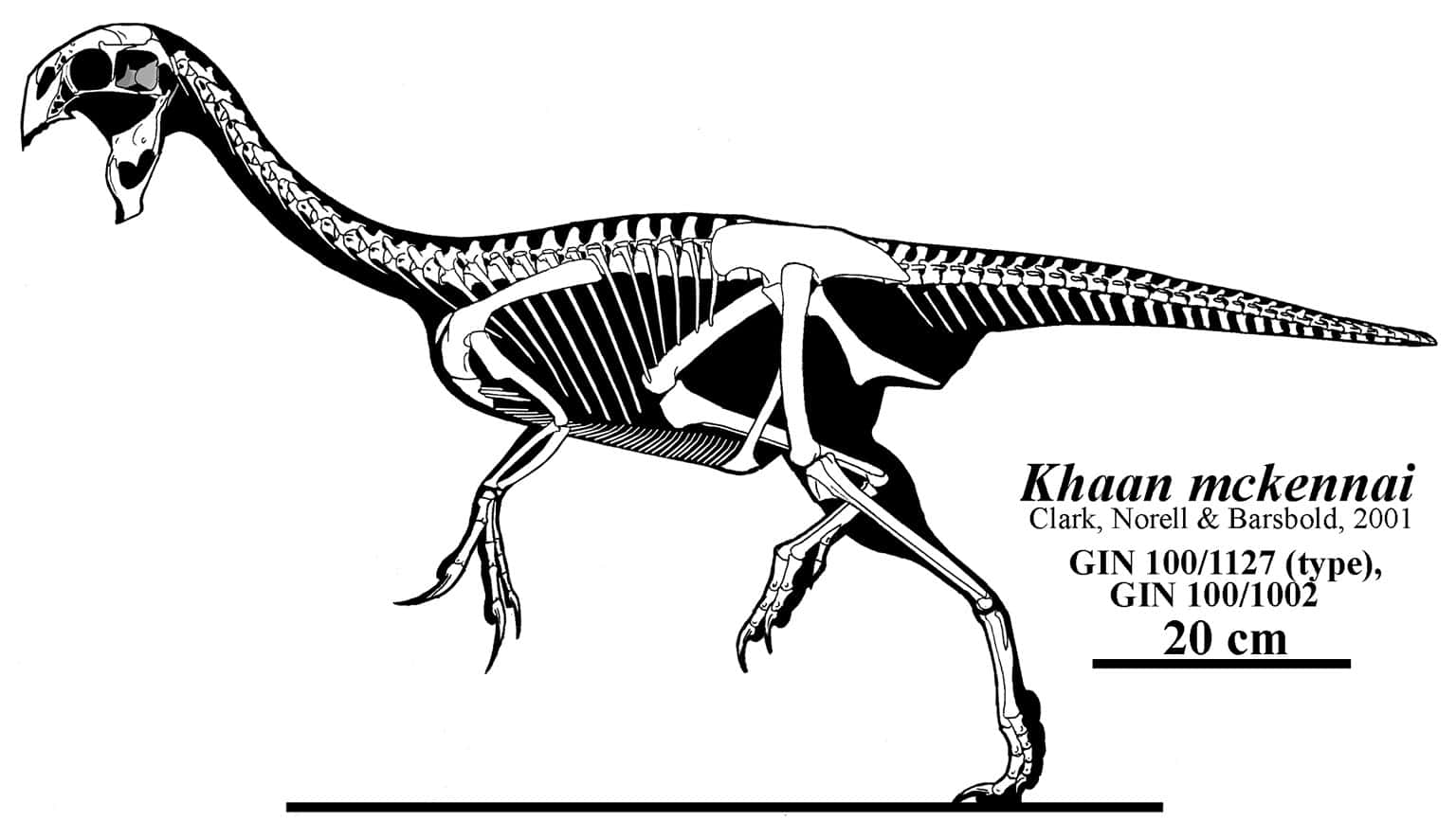 37 Dinosaurs That Start With K - A-Z Animals