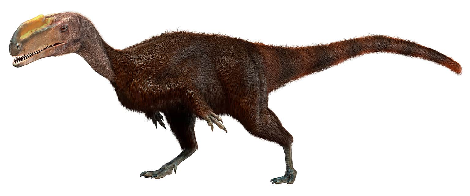 37 Dinosaurs That Start With K - A-Z Animals