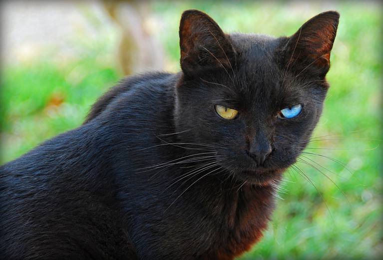 Heterochromia in Cats: Odd-Eyed Cat Genetics and Common Breeds - A-Z ...