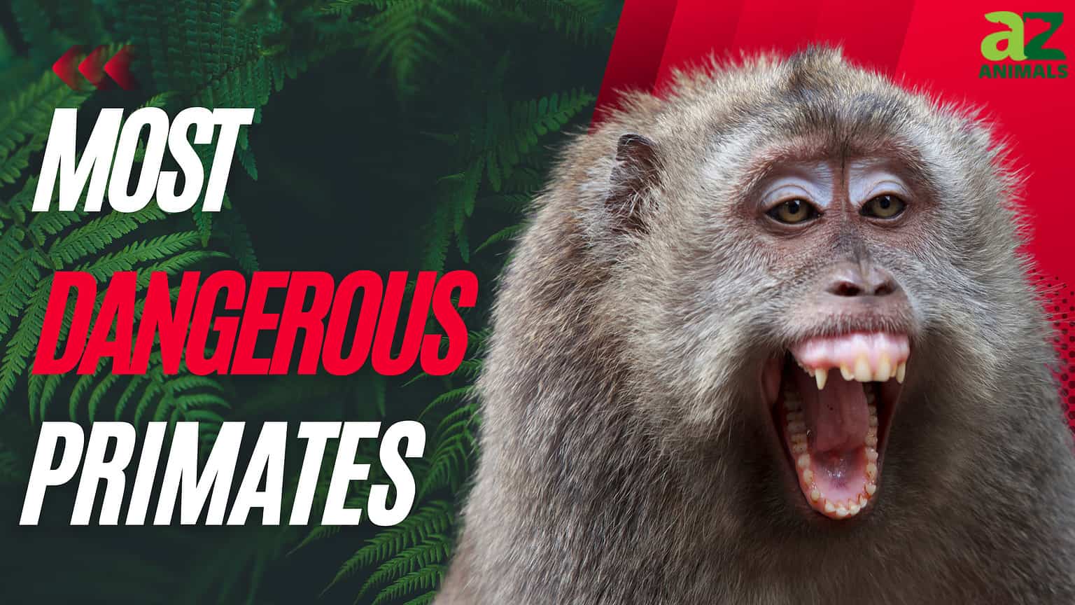 The Top 10 Most Dangerous Primates in the World - A-Z Animals
