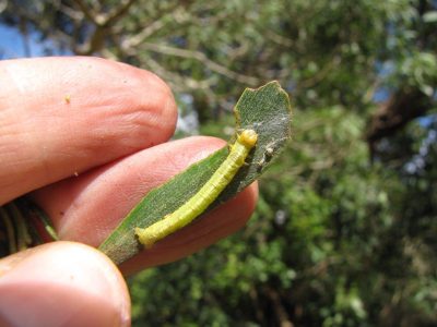 4 Common Moths You'll Find in Hawaii - A-Z Animals