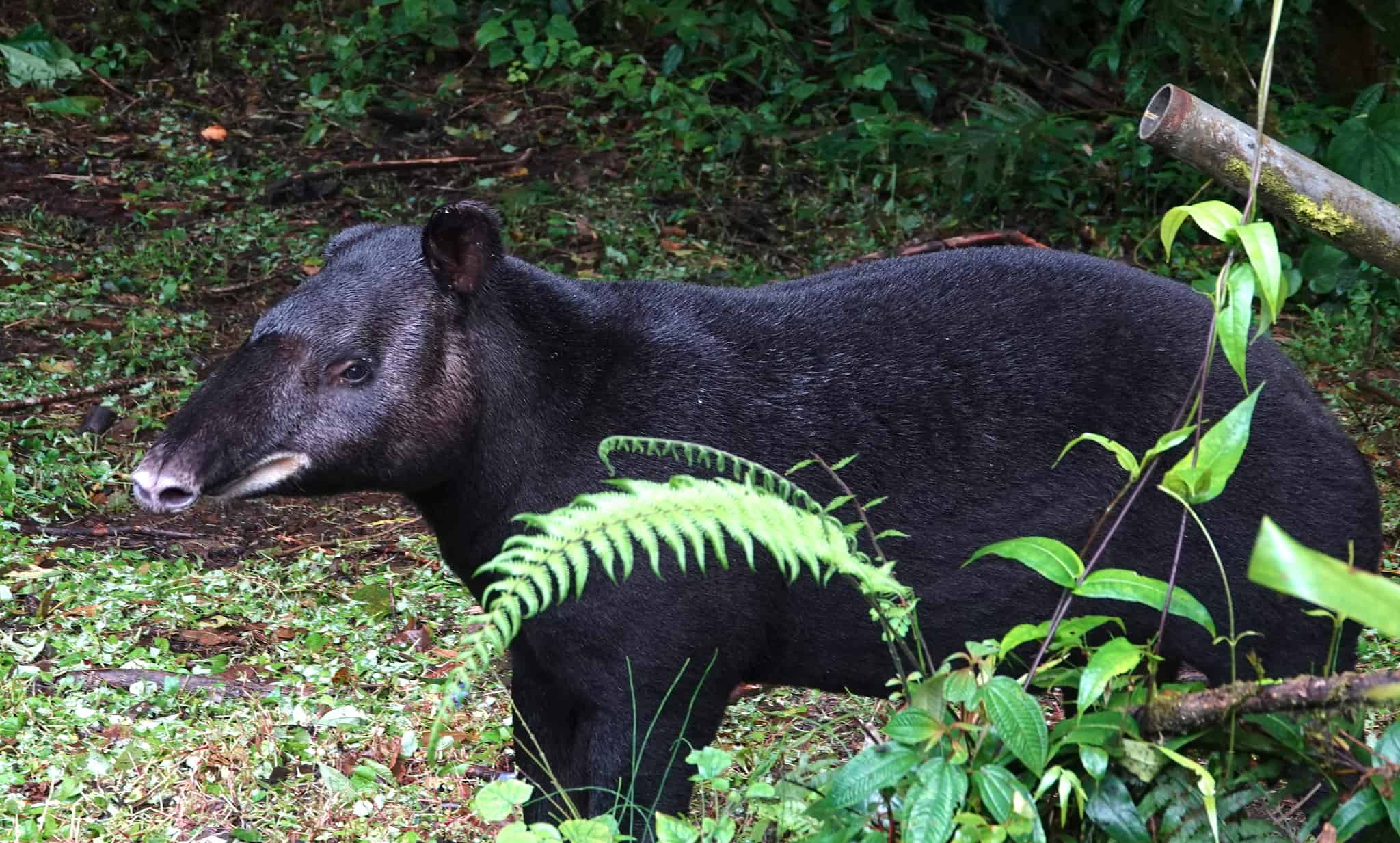 Why Tapirs Raise Their Trunks - A-Z Animals