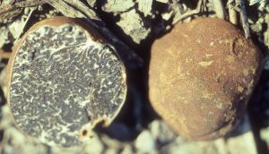 5 Types of Truffle Mushrooms - A-Z Animals