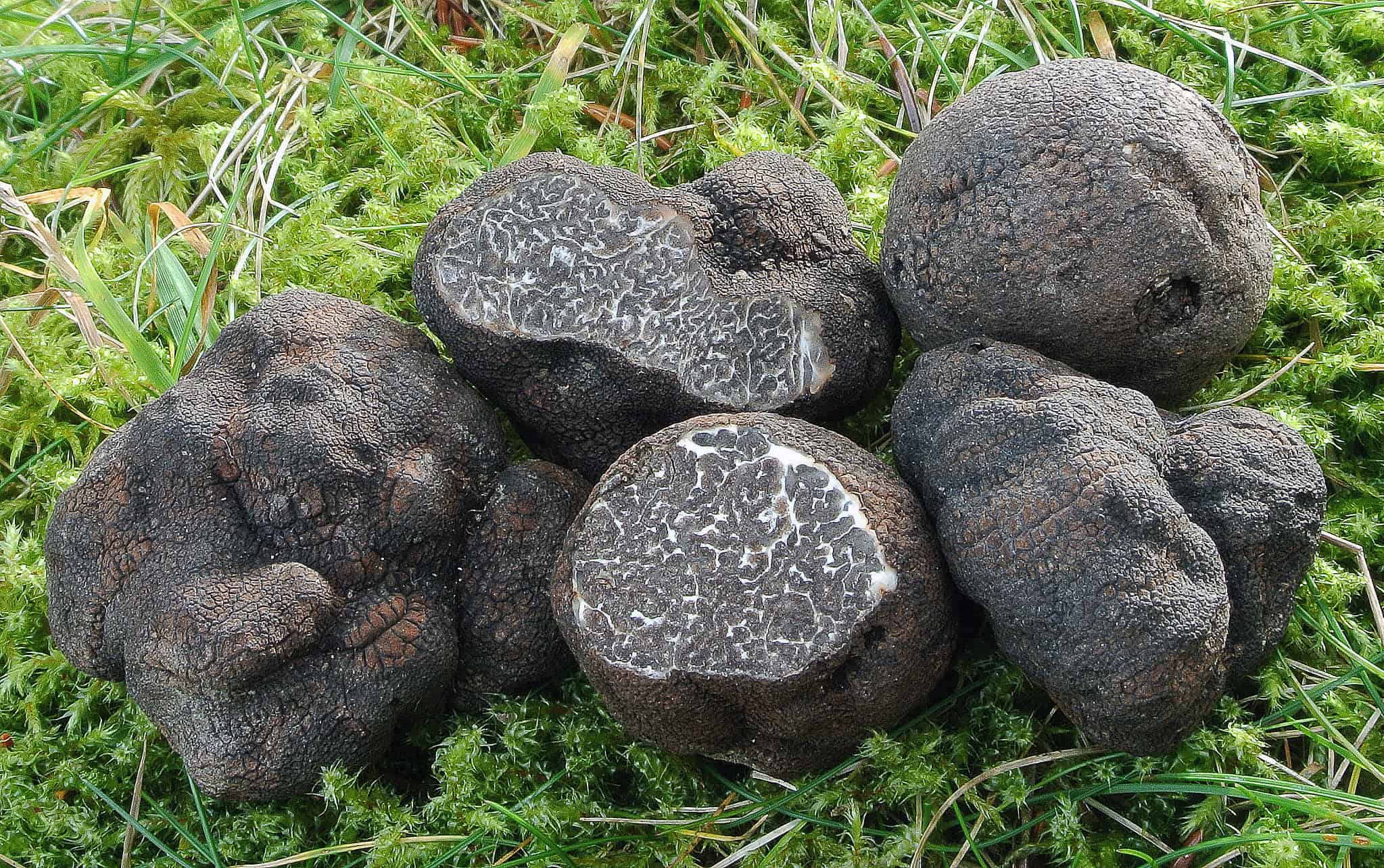 5 Types of Truffle Mushrooms - A-Z Animals