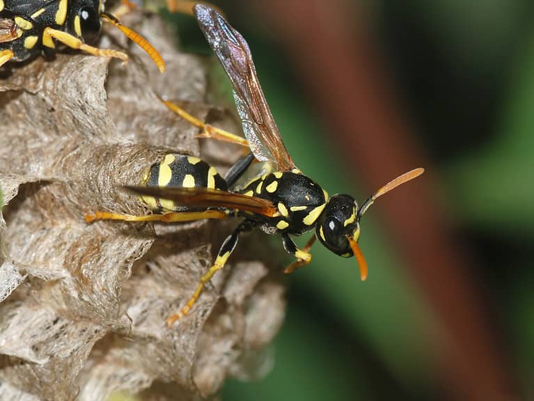 Male vs Female Wasps: 13 Key Differences and Roles - A-Z Animals