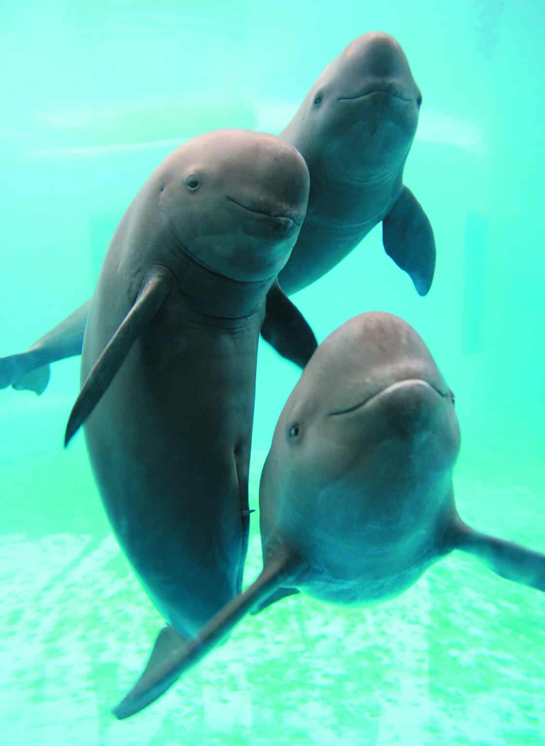 How Do Porpoises Give Birth? - A-Z Animals