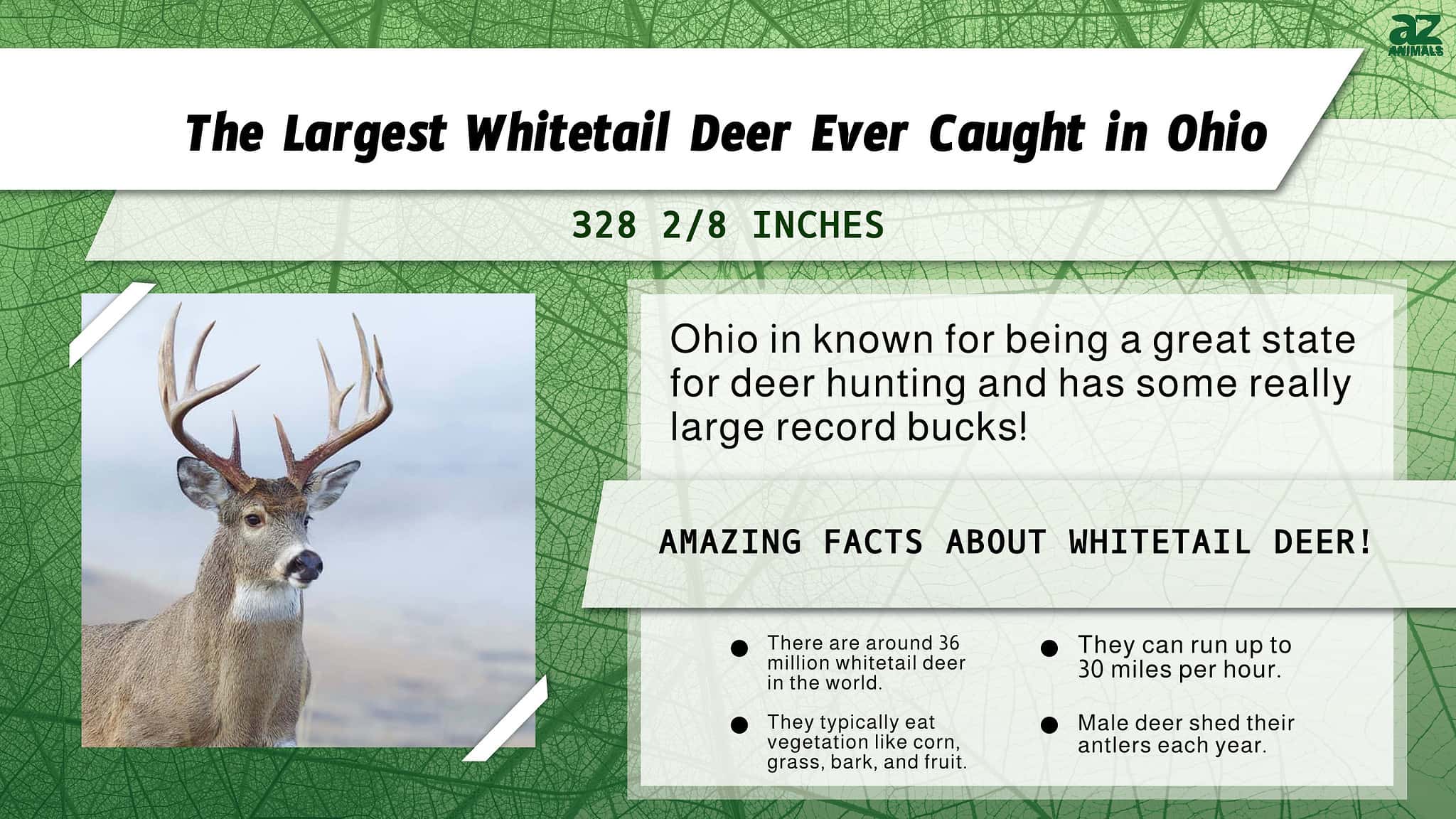 The Largest Whitetail Deer Ever Harvested in Ohio - A-Z Animals