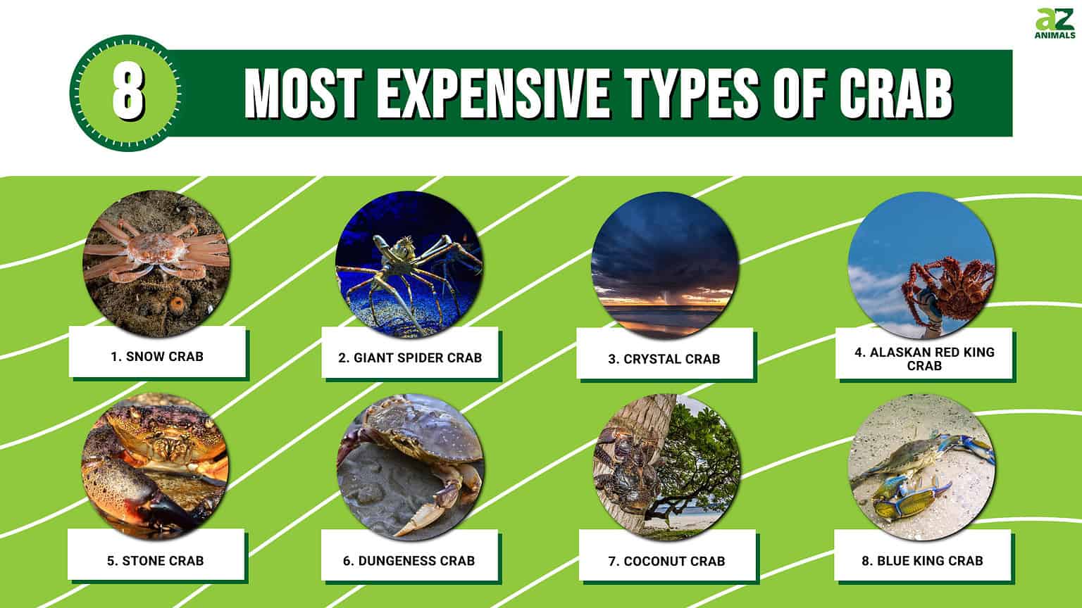 The 8 Most Expensive Types of Crab In 2024 - A-Z Animals