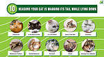 10 Reasons Your Cat Is Wagging Its Tail While Lying Down - A-Z Animals