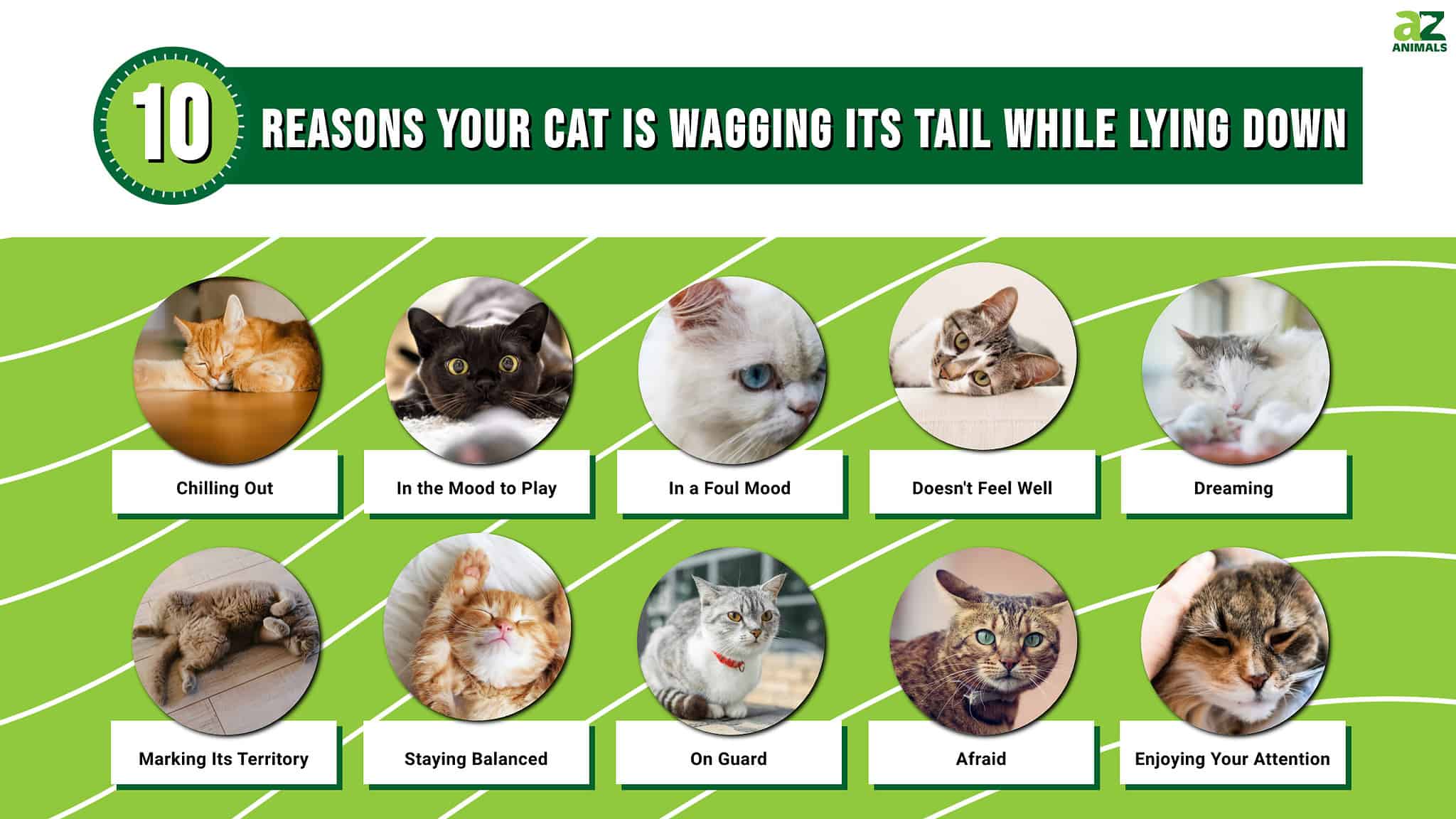 10 Reasons Your Cat Is Wagging Its Tail While Lying Down - A-Z Animals