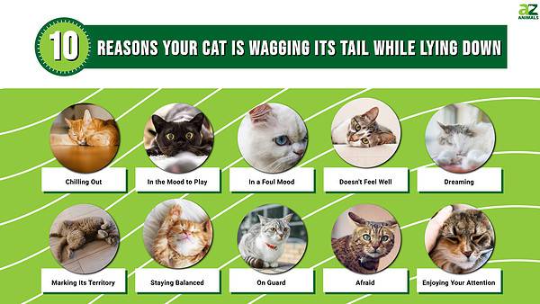 10 Reasons Your Cat Is Wagging Its Tail While Lying Down - A-Z Animals