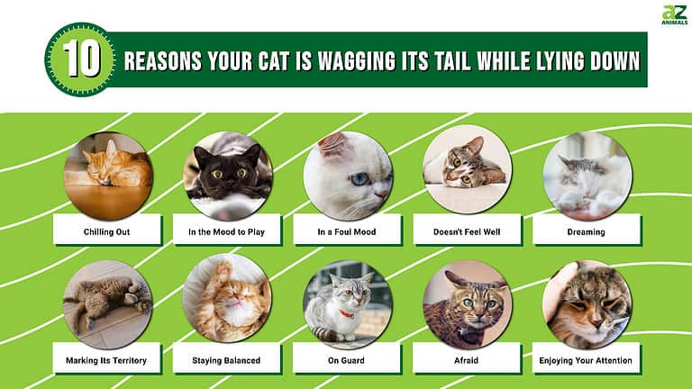 10 Reasons Your Cat Is Wagging Its Tail While Lying Down - A-Z Animals