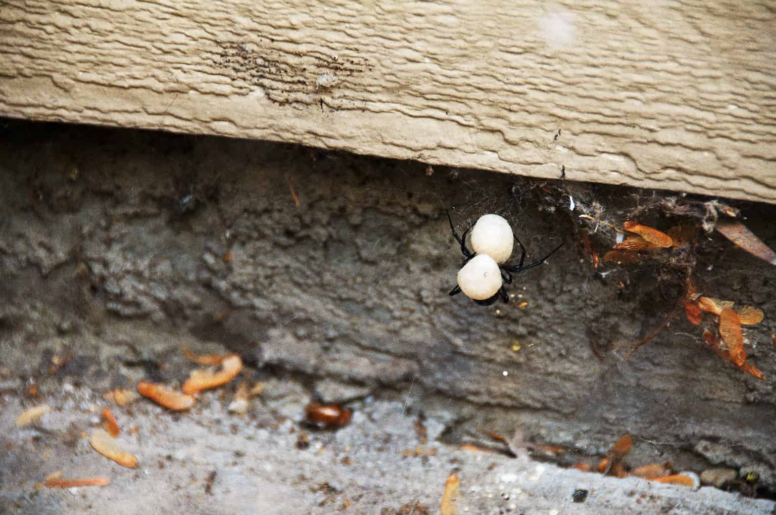 Baby Black Widow Spider: 5 Pictures and 5 Amazing Facts - A-Z Animals