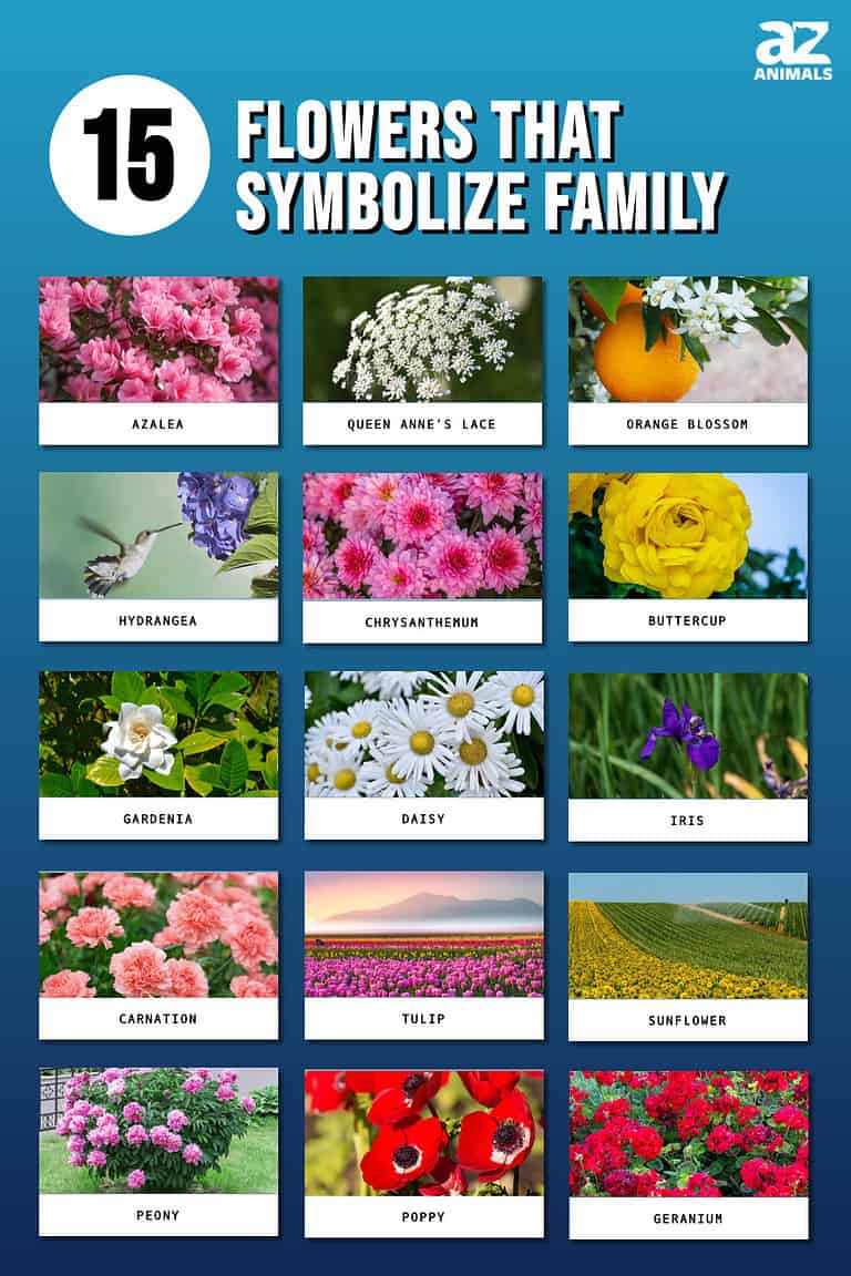 15 Flowers That Symbolize Family - A-Z Animals