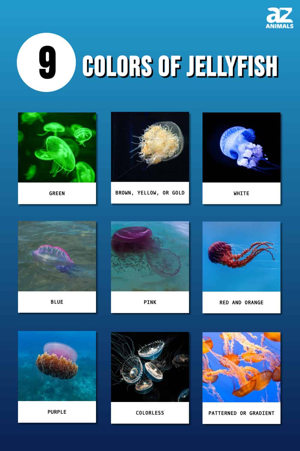 The 9 Colors Of Jellyfish (Rarest to Most Common)