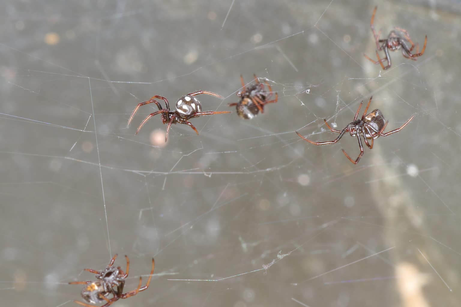 Baby Black Widow Spider: 5 Pictures and 5 Amazing Facts - A-Z Animals