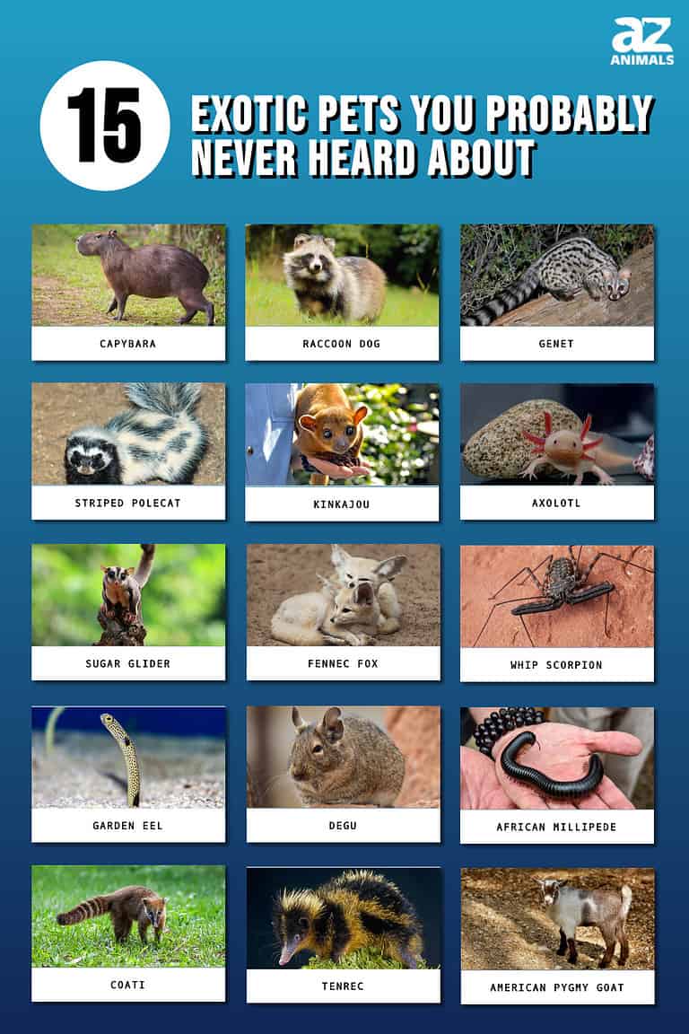 15 Exotic Pets You Probably Never Heard About - A-Z Animals
