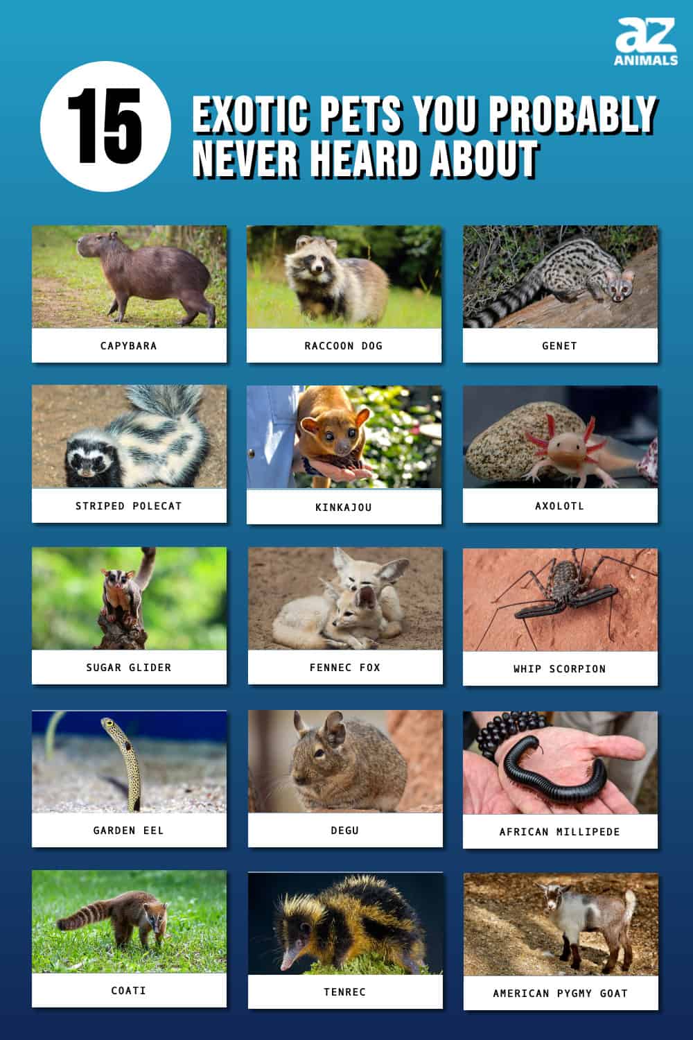 15 Exotic Pets You Probably Never Heard About - A-Z Animals