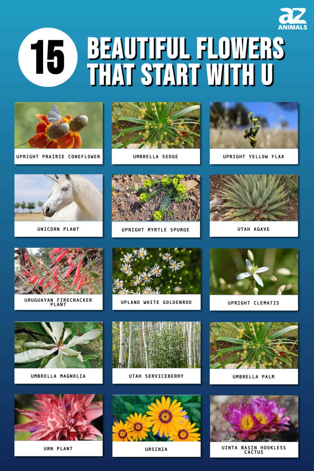 15 Beautiful Flowers That Start with U - A-Z Animals