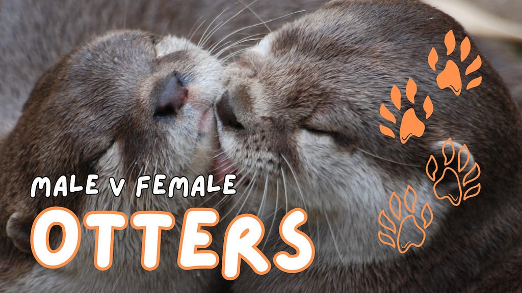 Male vs Female Otters: 4 Key Differences - A-Z Animals