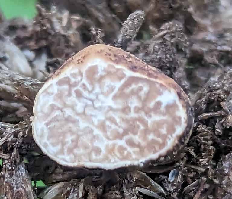 Are Truffles Mushrooms? Everything You Should Know - A-Z Animals