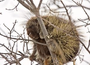 Discover 5 Animals That Eat Tree Bark - A-Z Animals
