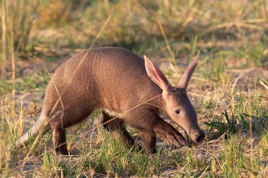 Baby Aardvark: 10 Pictures and 6 Amazing Facts - A-Z Animals