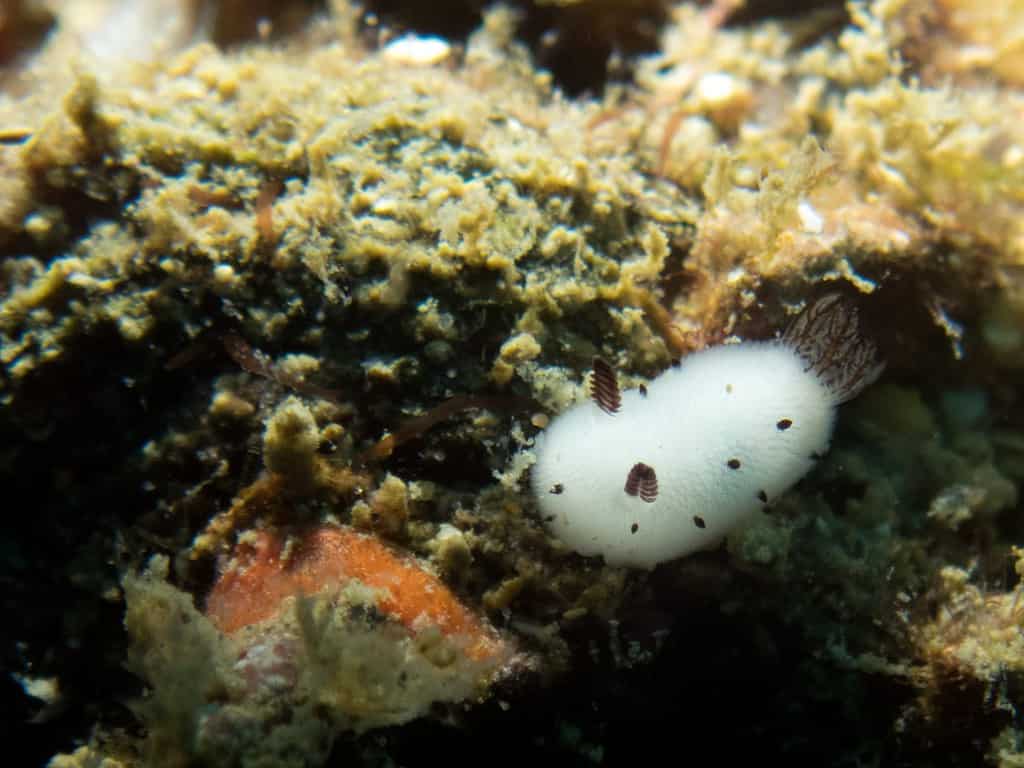 Are Sea Bunnies Real? Diving into the Myth and Magic of these ...