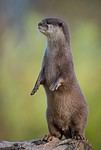 Male vs Female Otters: 4 Key Differences - A-Z Animals