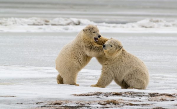 Where Do Polar Bears Live? 5 Regions and Countries You'll Find Them - A ...