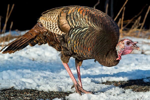 What Do Wild Turkeys Eat In The Winter? 8 Common Foods - A-Z Animals