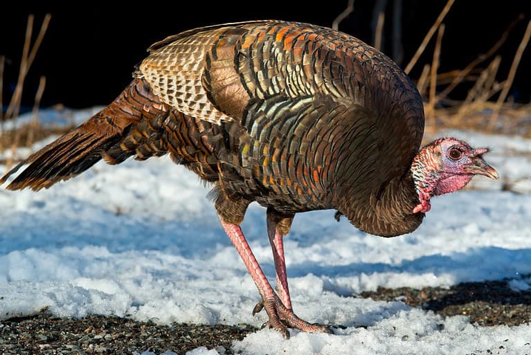 What Do Wild Turkeys Eat In The Winter? 8 Common Foods - A-Z Animals