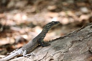 Baby Komodo Dragon: 6 Pictures and 6 Incredible Facts - A-Z Animals