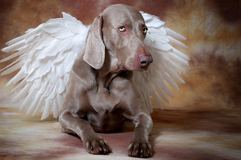 Hellhounds and the Hound of Heaven: Meaning and Symbolism - A-Z Animals