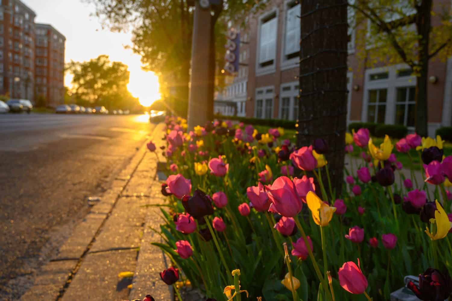 20 Fun and Amazing Facts That Make Tulips Unlike Any Other Flower - A-Z ...