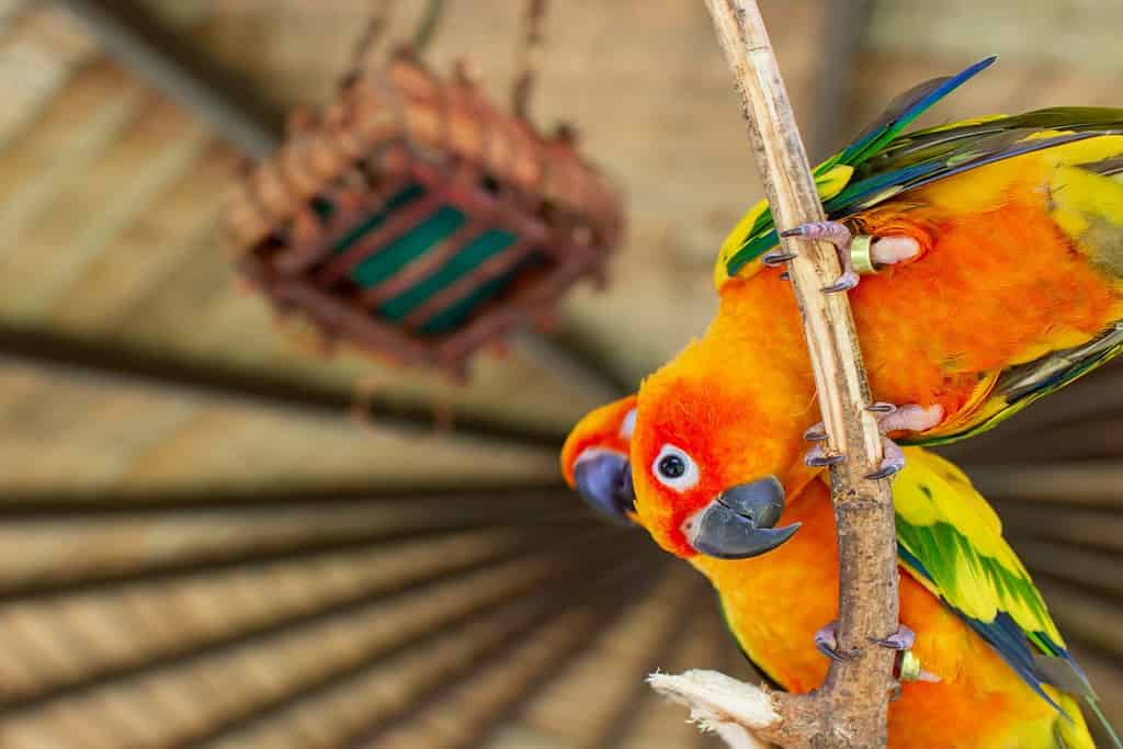 Male vs. Female Sun Conures: Key Differences - A-Z Animals