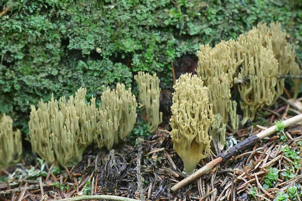 8 Types of Coral Mushrooms - A-Z Animals