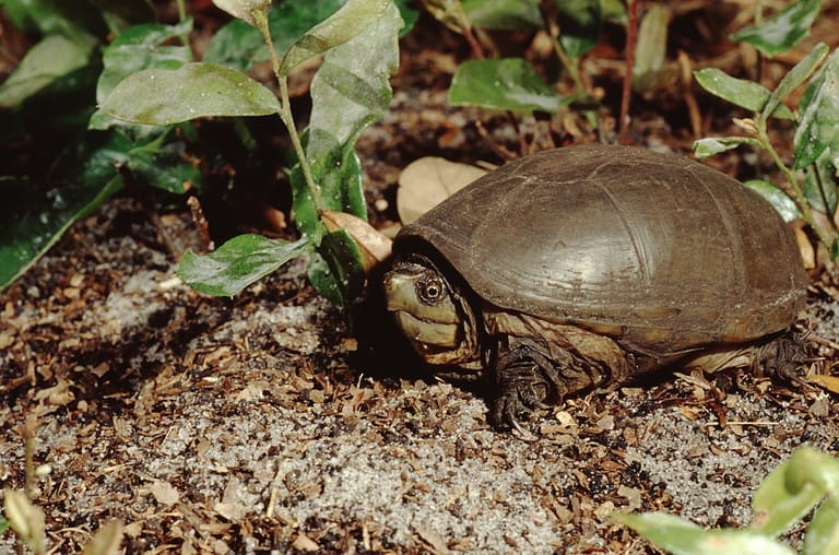 The Complete List of All 13 Turtles Found in Pennsylvania - A-Z Animals