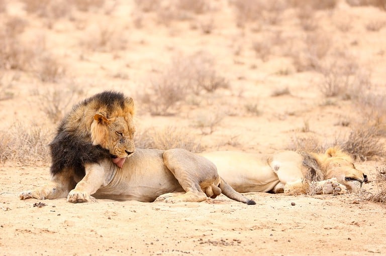 The 21 Countries That Still Have Lions (And What They're Doing to ...