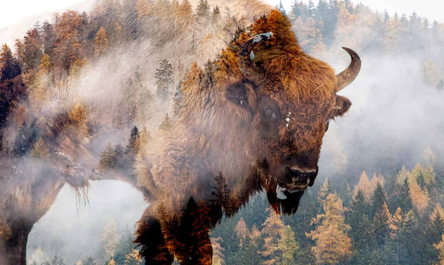Amazing Wildlife You'll Find in Europe - A-Z Animals