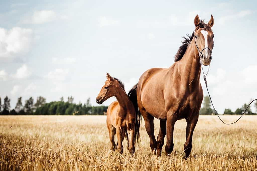 The 155 Best and Most Iconic Racehorse Names - A-Z Animals
