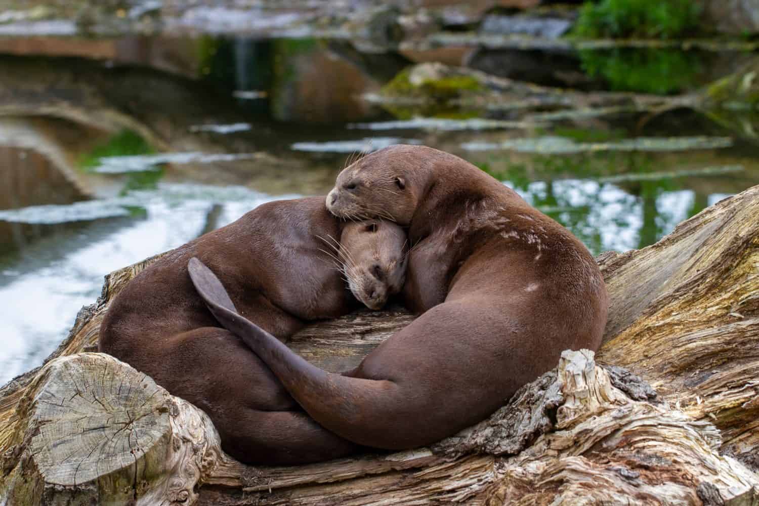 Male vs Female Otters: 4 Key Differences - A-Z Animals