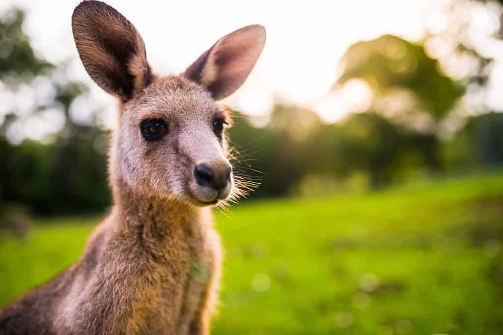 The Complete List of 40 Animals with Whiskers (and Why They Have Them ...